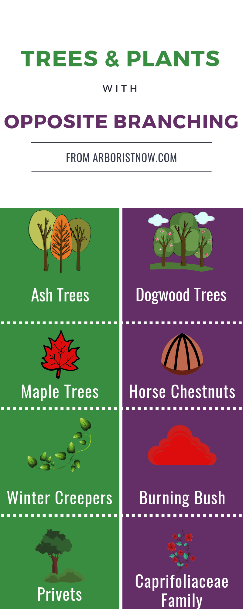 Tree Branching What Is Opposite Branching Arborist Now Tree Branching What Is Opposite Branching Arborist Now