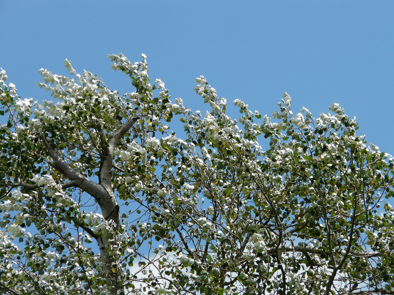 Invasive Trees To Avoid On Your Property Arborist Now